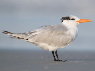 Royal Tern - eBird
