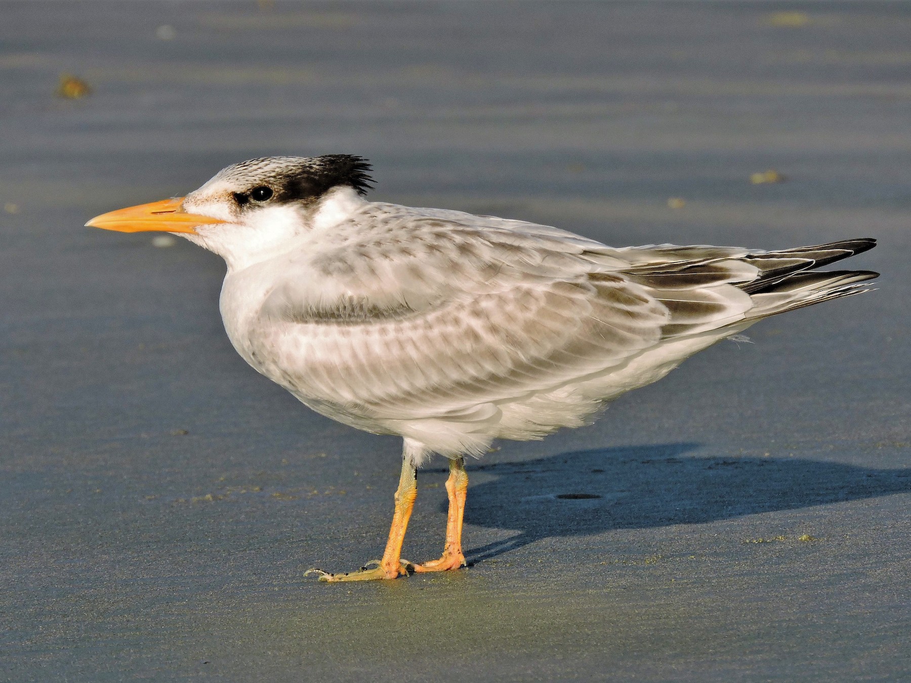 Royal Tern - eBird