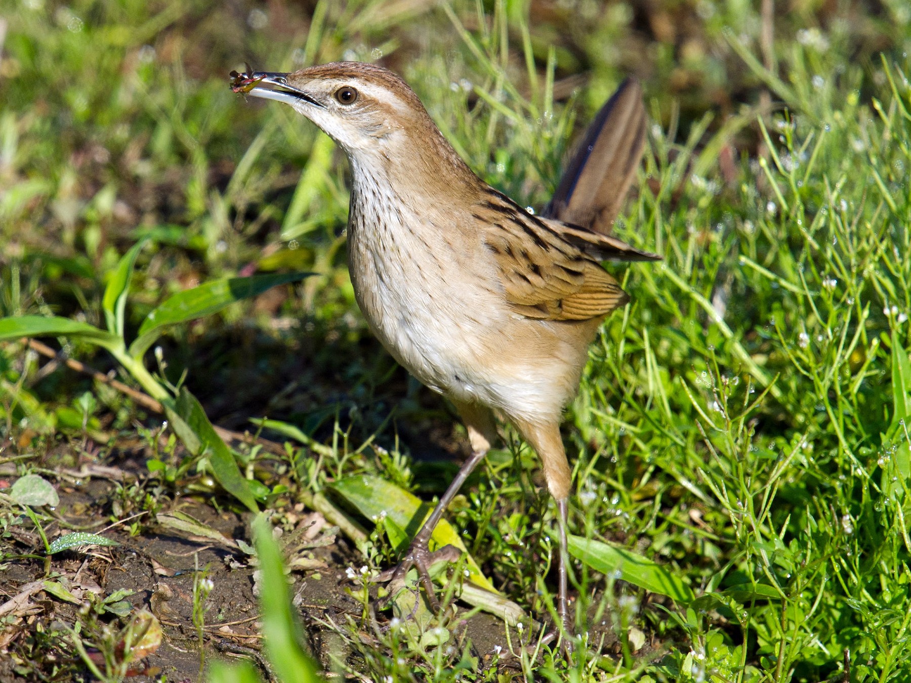 Striated Grassbird - eBird