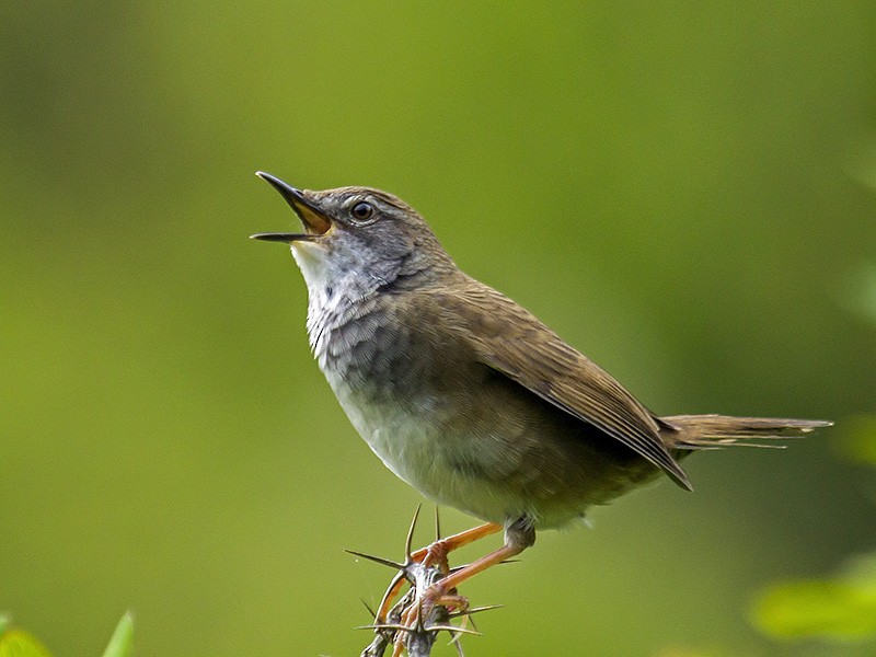 West Himalayan Bush Warbler - eBird