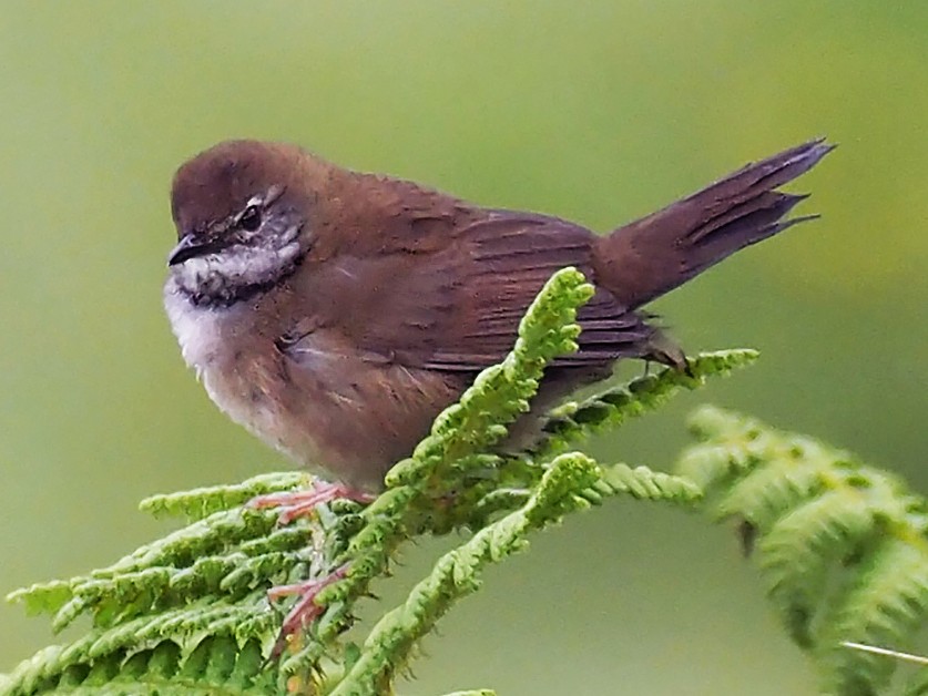 West Himalayan Bush Warbler - eBird