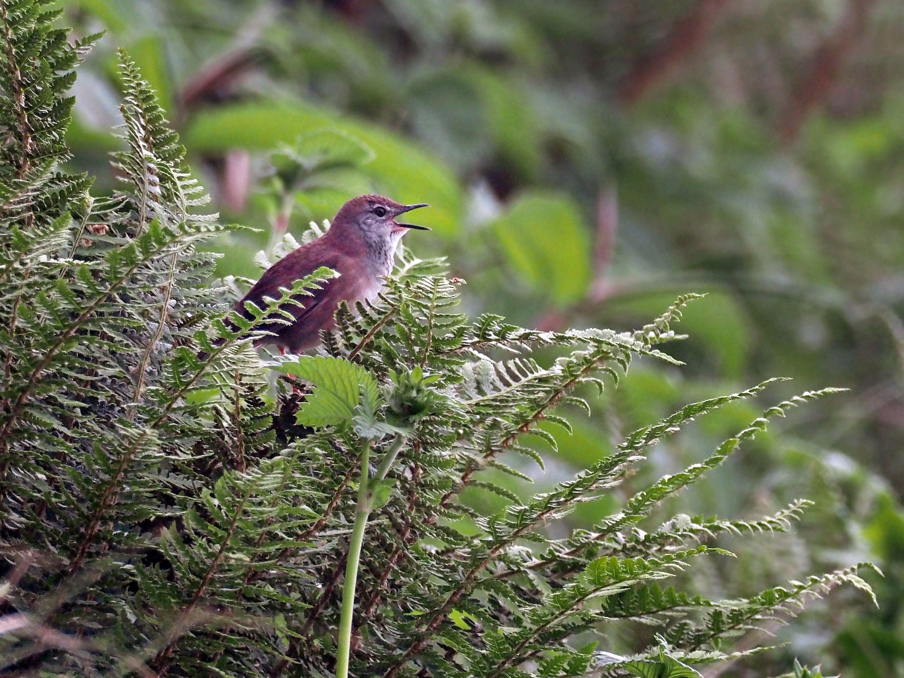 West Himalayan Bush Warbler - eBird