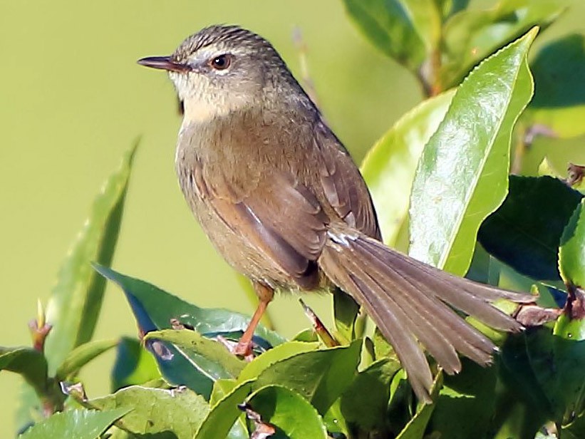 Black-throated Prinia - eBird