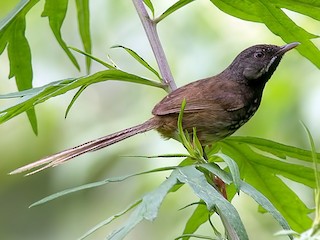 Black-throated Prinia - Prinia atrogularis - Birds of the World