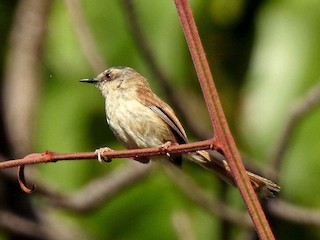 Gray-crowned Prinia - eBird