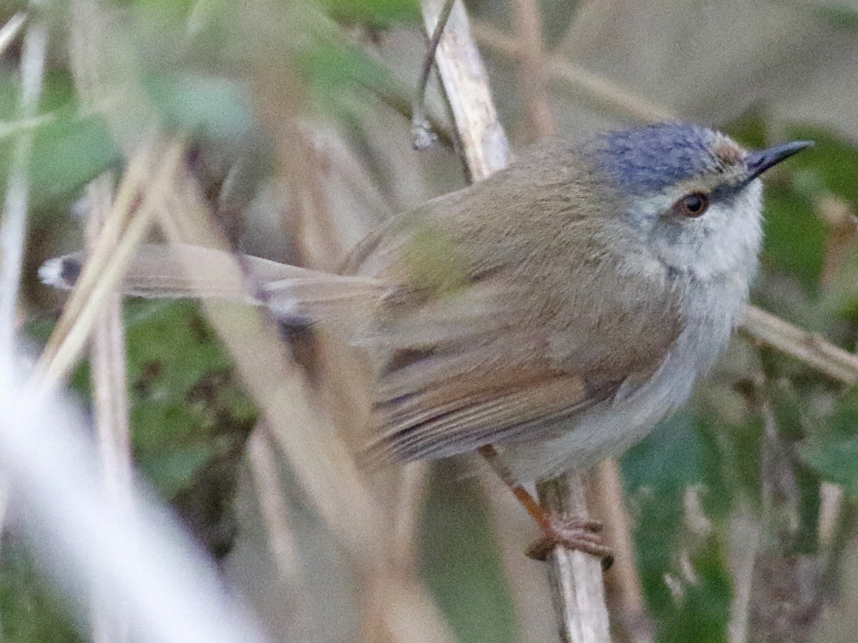 Gray-crowned prinia - eBird