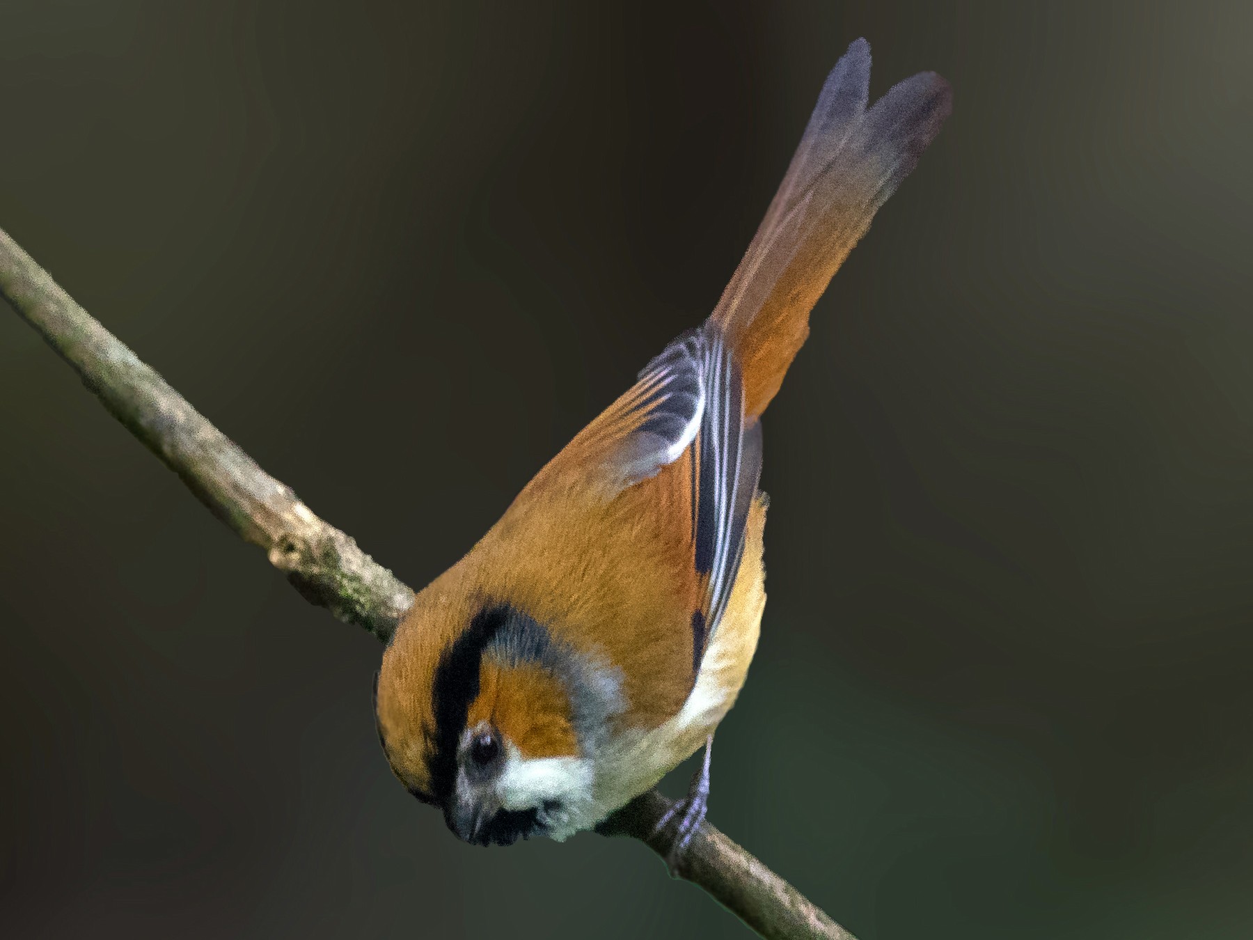 Black-throated Parrotbill - eBird