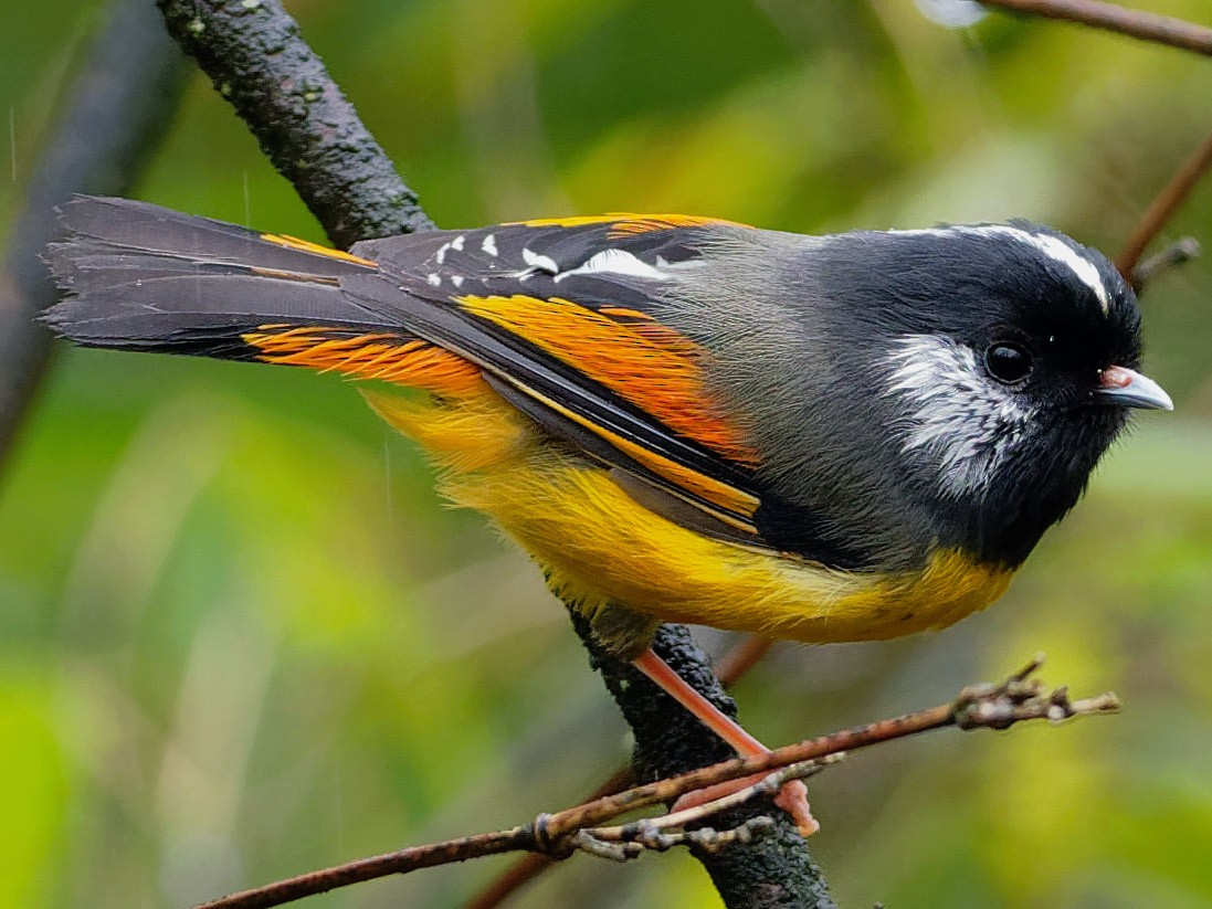 Golden-breasted Fulvetta - eBird