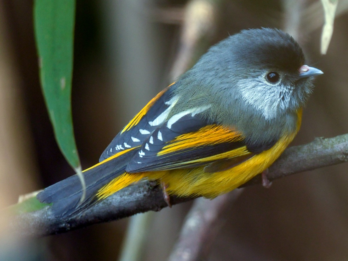 Golden-breasted Fulvetta - eBird