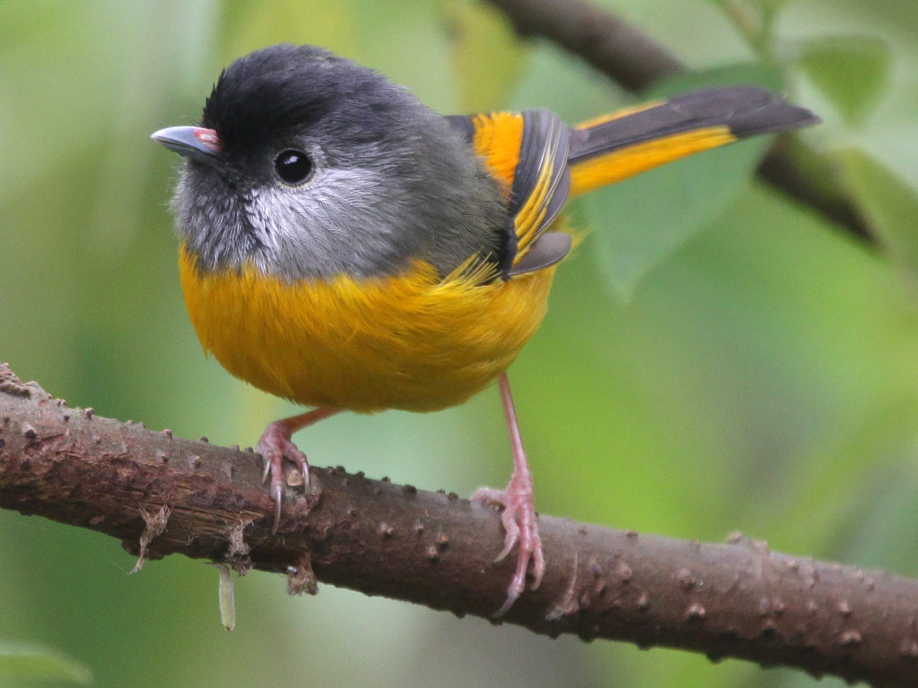Golden-breasted Fulvetta - eBird