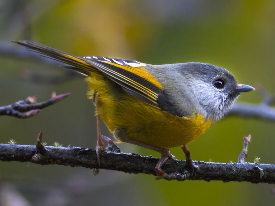 Golden-breasted Fulvetta - eBird