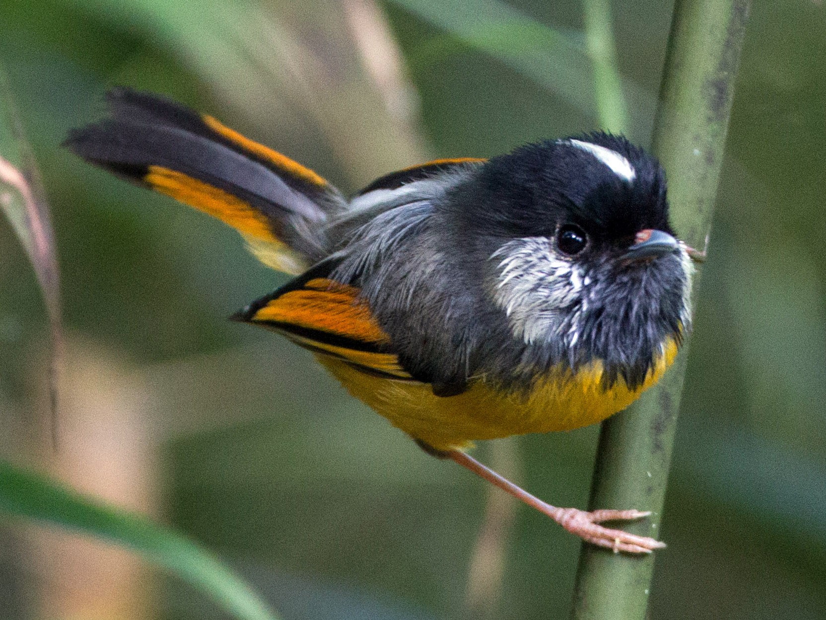 Golden-breasted Fulvetta - eBird