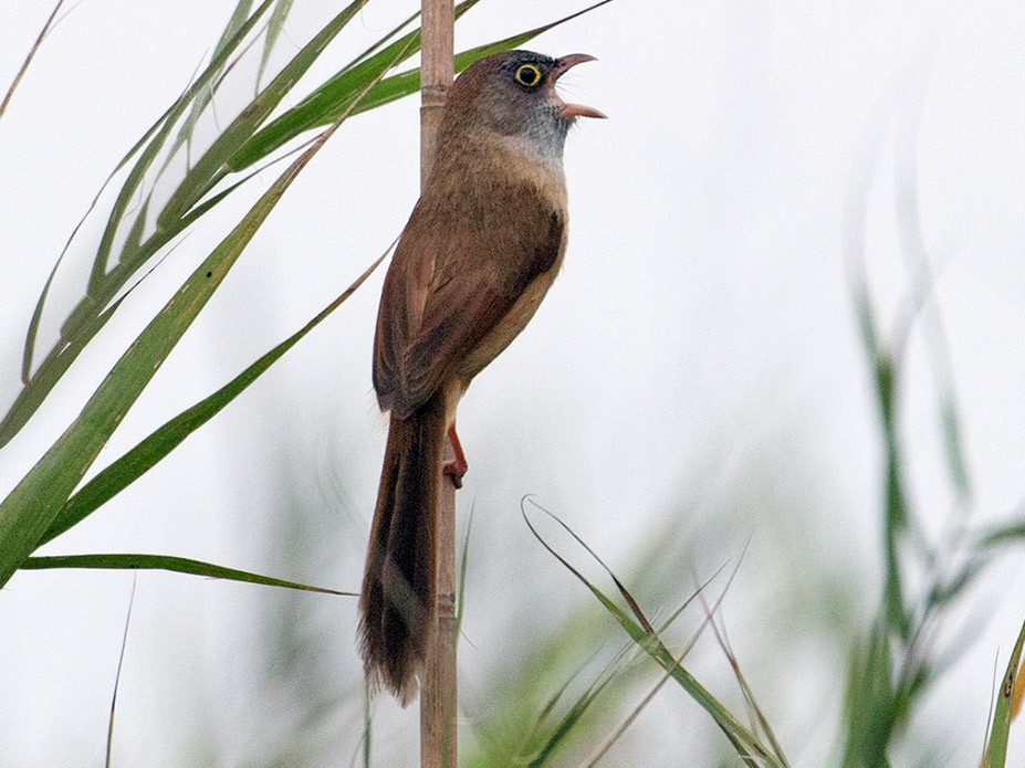 Jerdon's Babbler - eBird