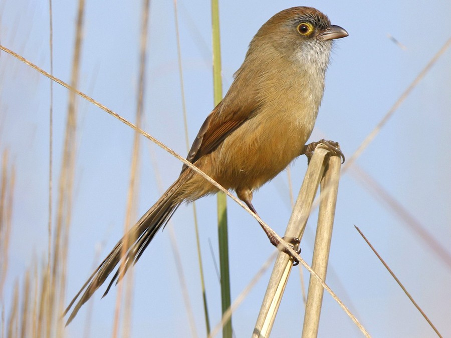 Jerdon's Babbler - eBird