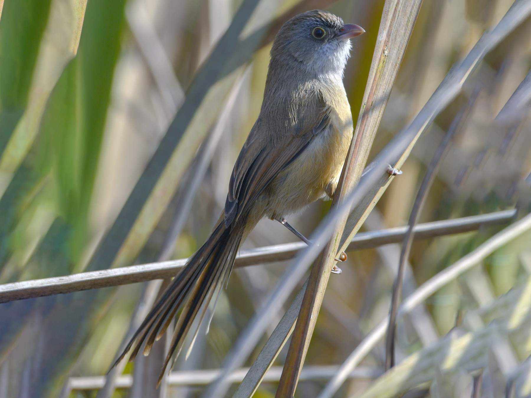 Jerdon's Babbler - eBird