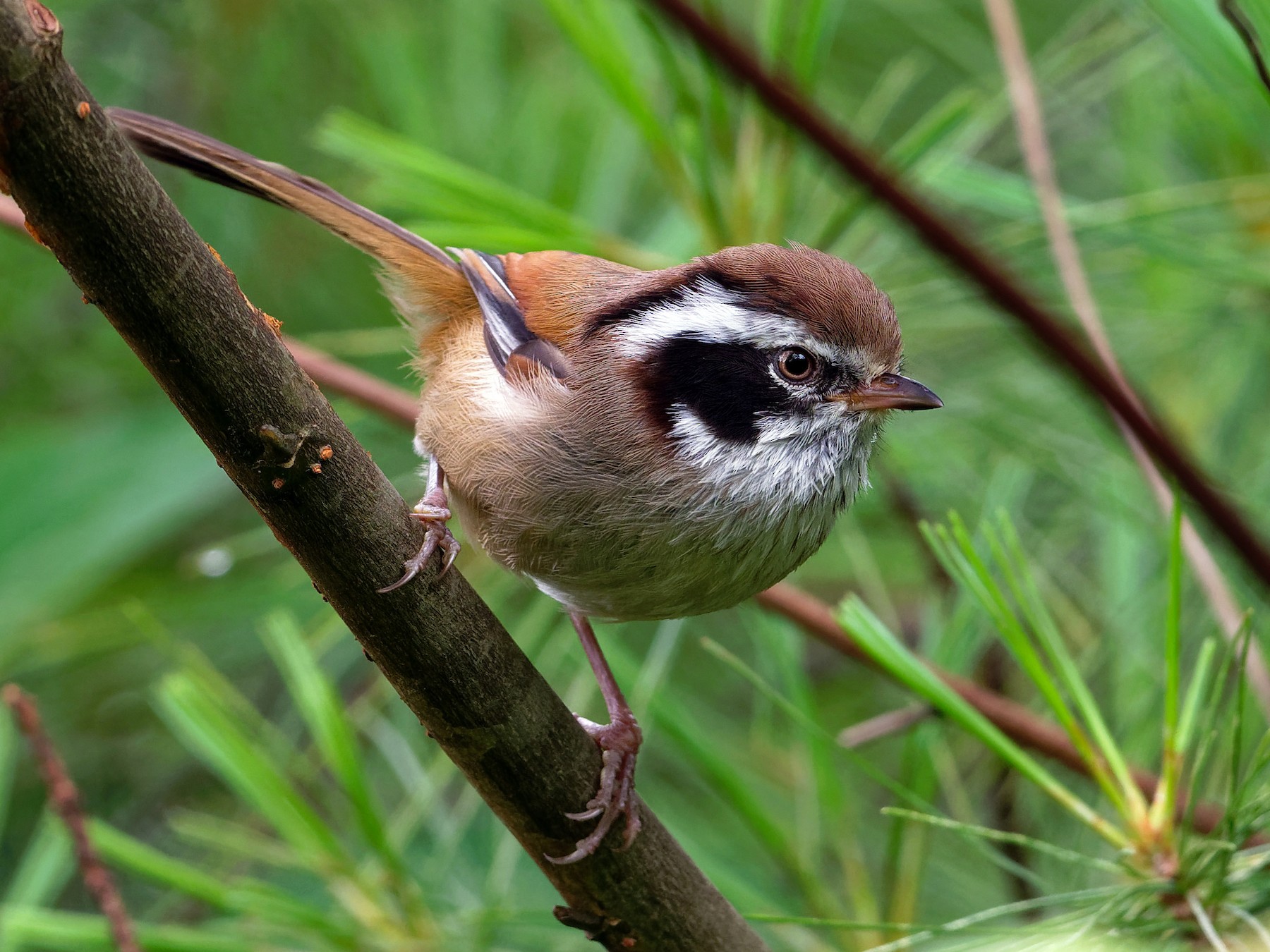 White-browed Fulvetta - eBird