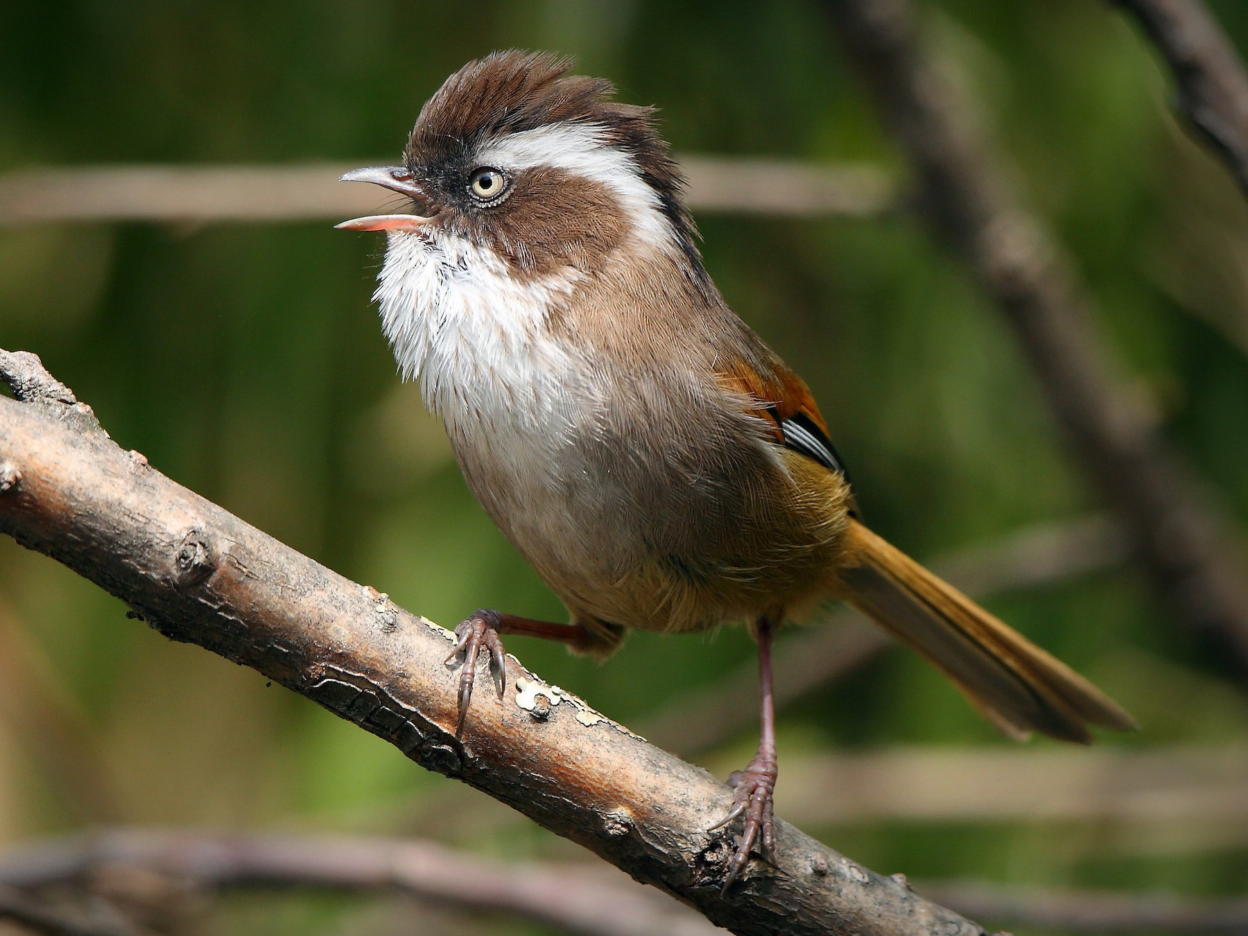 White-browed Fulvetta - eBird