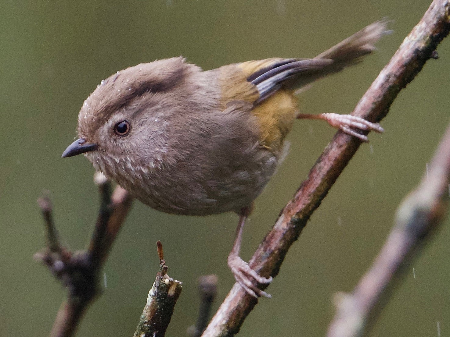 Manipur Fulvetta - eBird