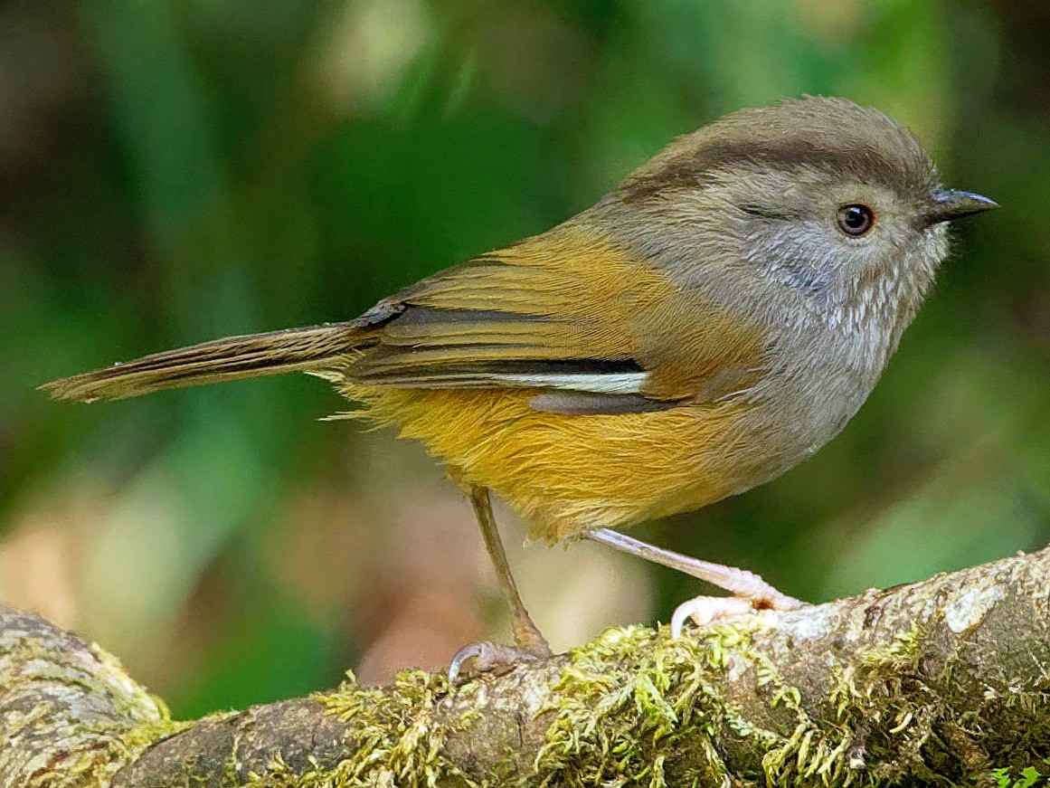 Fulveta de Manipur - eBird