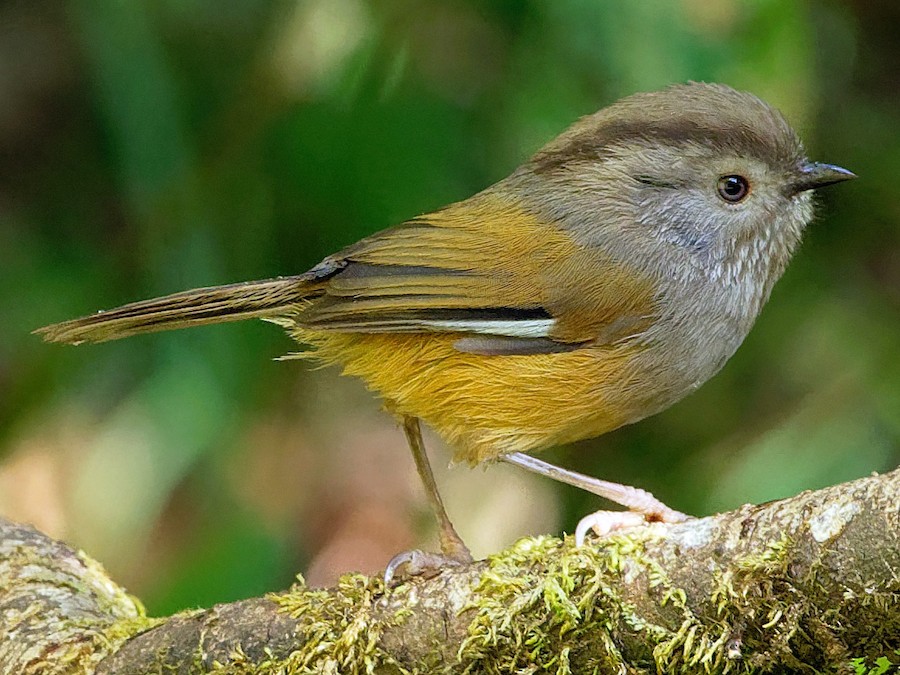Fulveta de Manipur - eBird