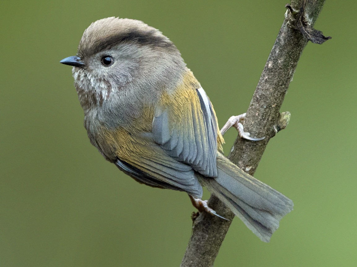 Manipur Fulvetta - eBird