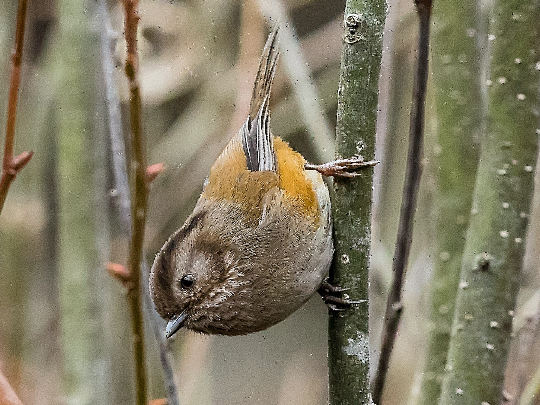 Manipur Fulvetta - eBird