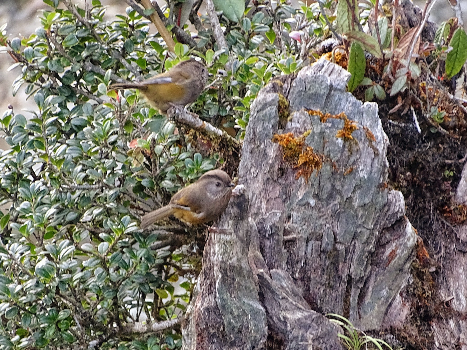 Streak-throated Fulvetta (Manipur Fulvetta) - eBird