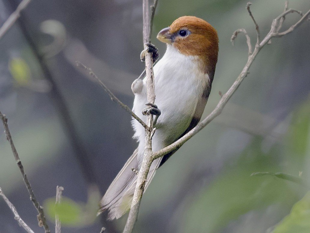 White-breasted Parrotbill - eBird