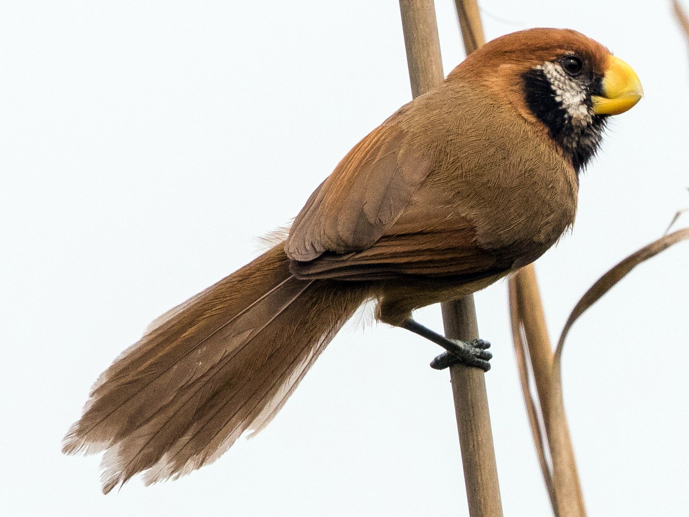 Black-breasted Parrotbill - eBird