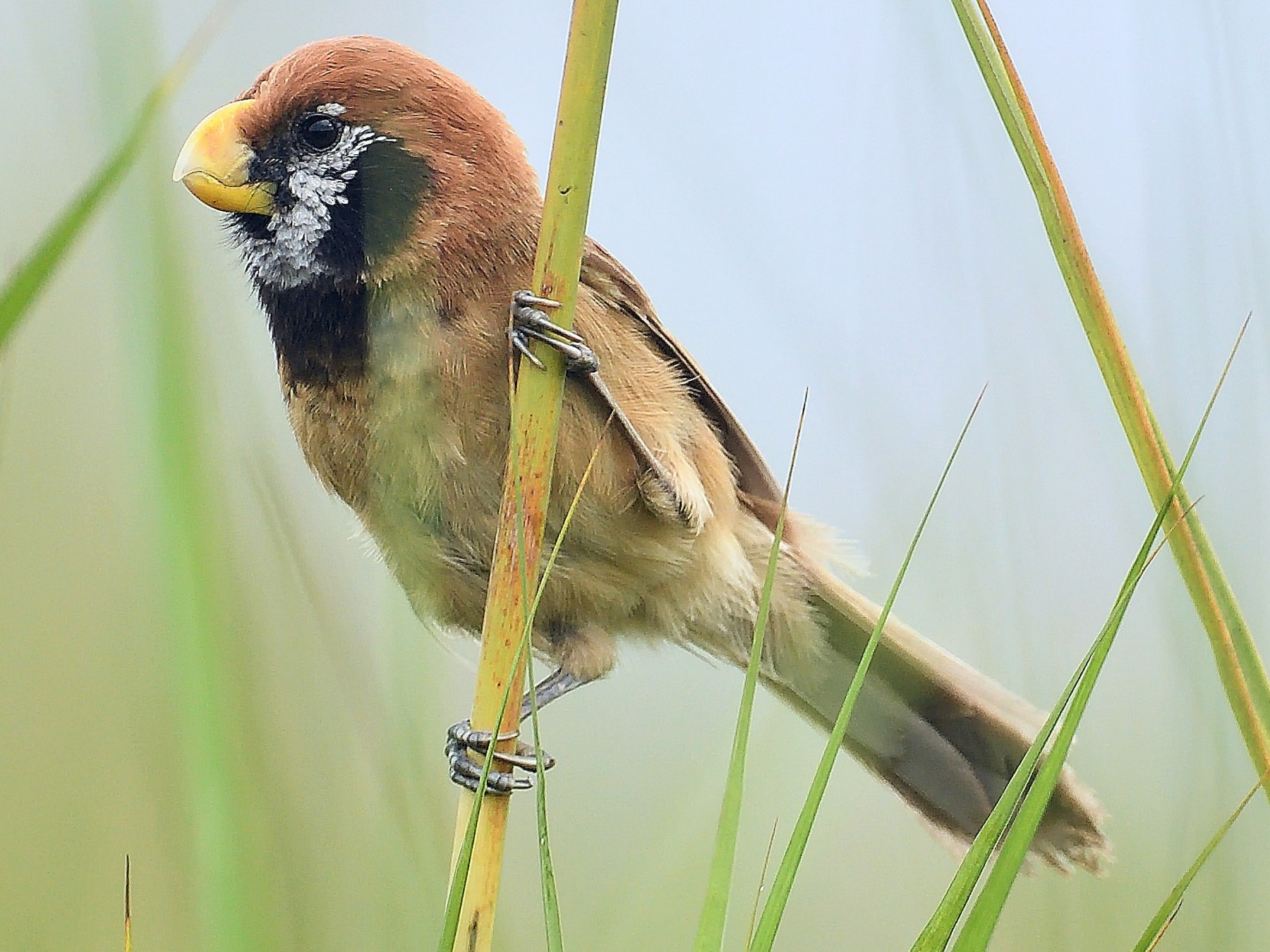 Paradoxornis de Gould - eBird