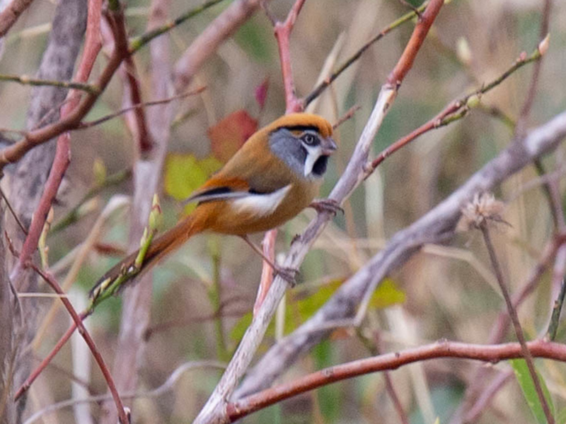 Black-throated Parrotbill - eBird