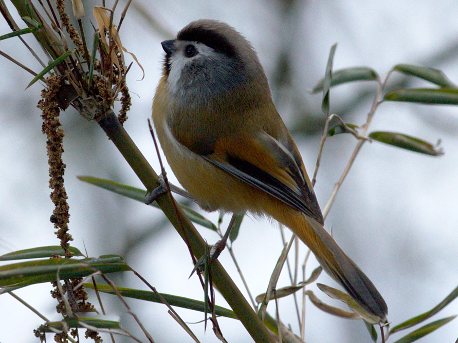 Black-throated Parrotbill - eBird