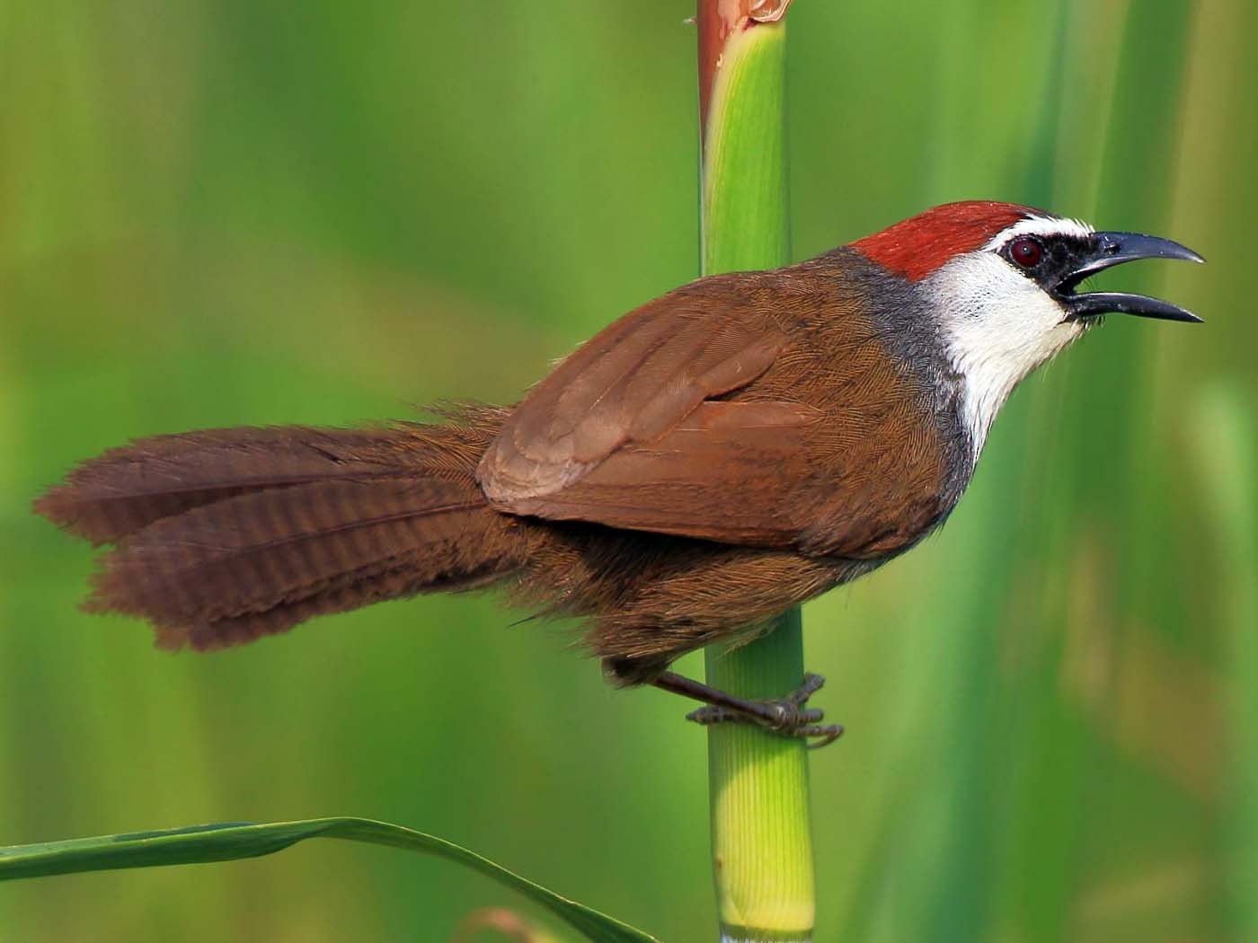Chestnut-capped Babbler - eBird