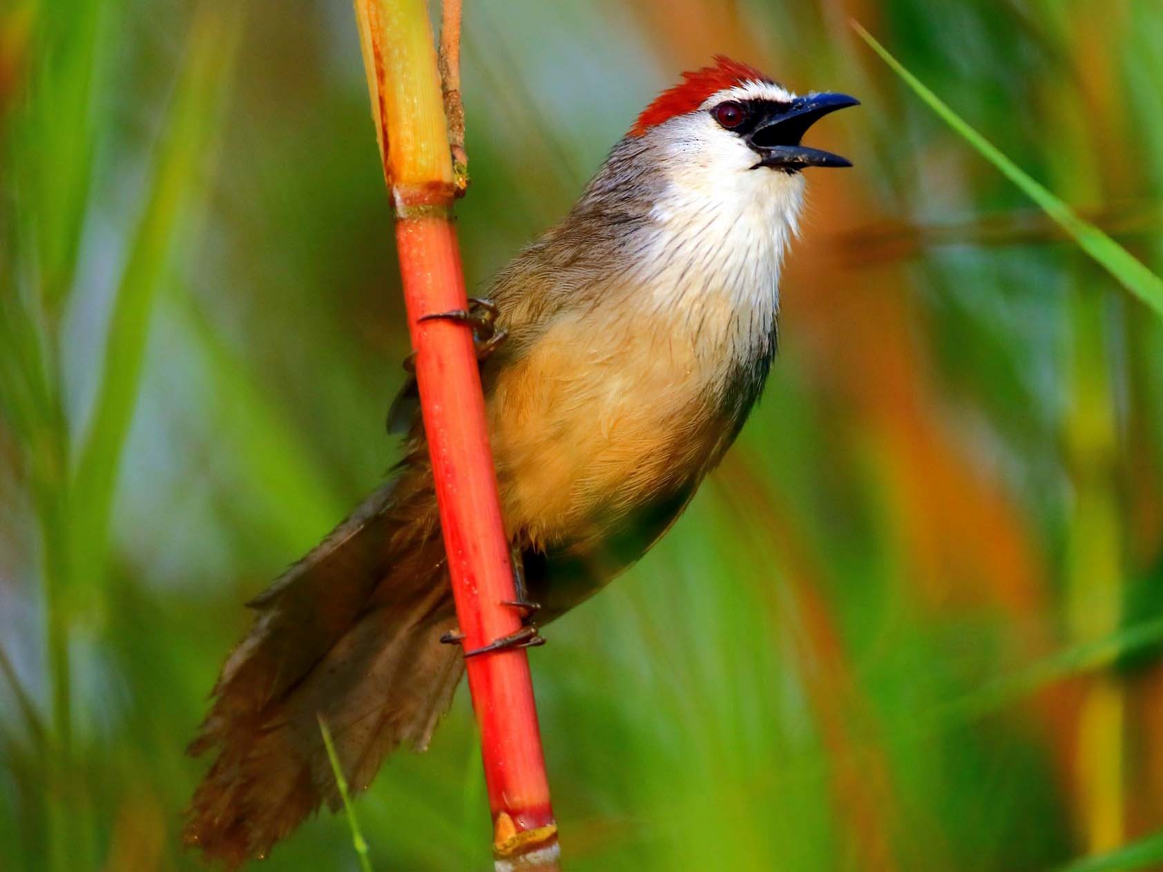 Chestnut-capped Babbler - eBird