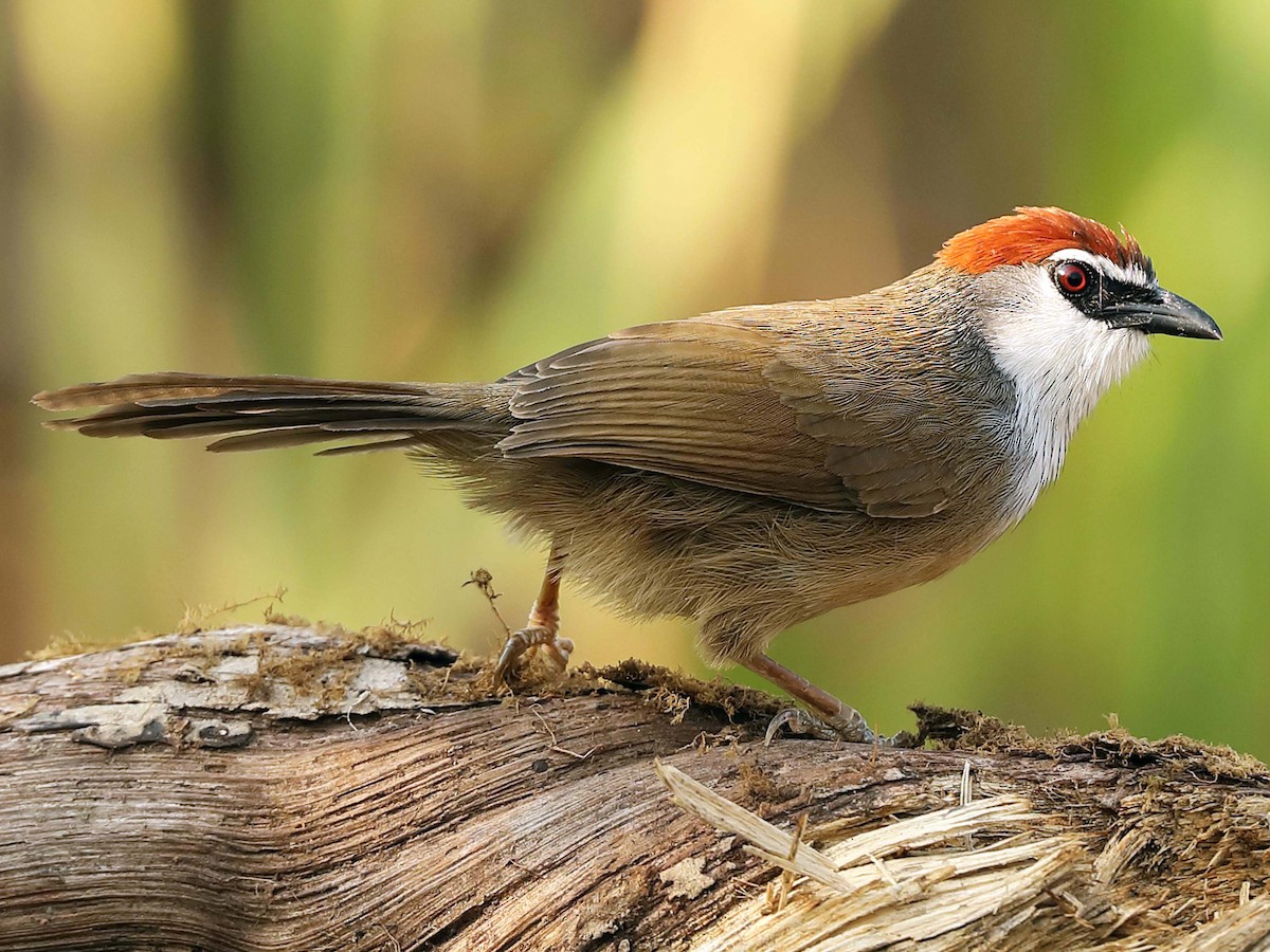 Chestnut-capped Babbler - Timalia pileata - Birds of the World