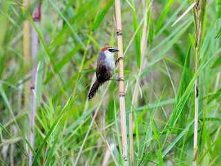 Chestnut-capped Babbler - eBird