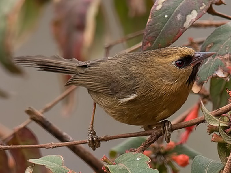 Black-chinned Babbler - eBird