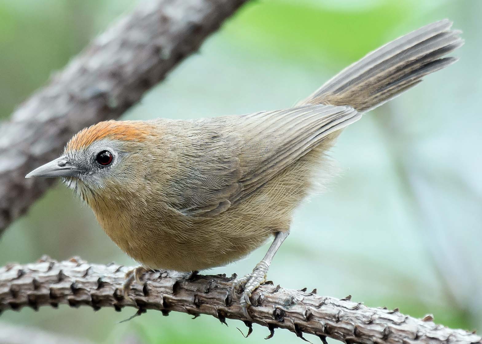Buff-chested Babbler - eBird