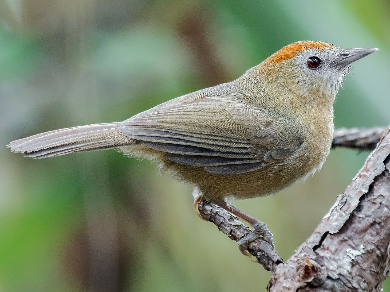 Buff-chested Babbler - eBird