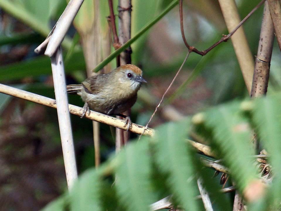 Buff-chested Babbler - eBird