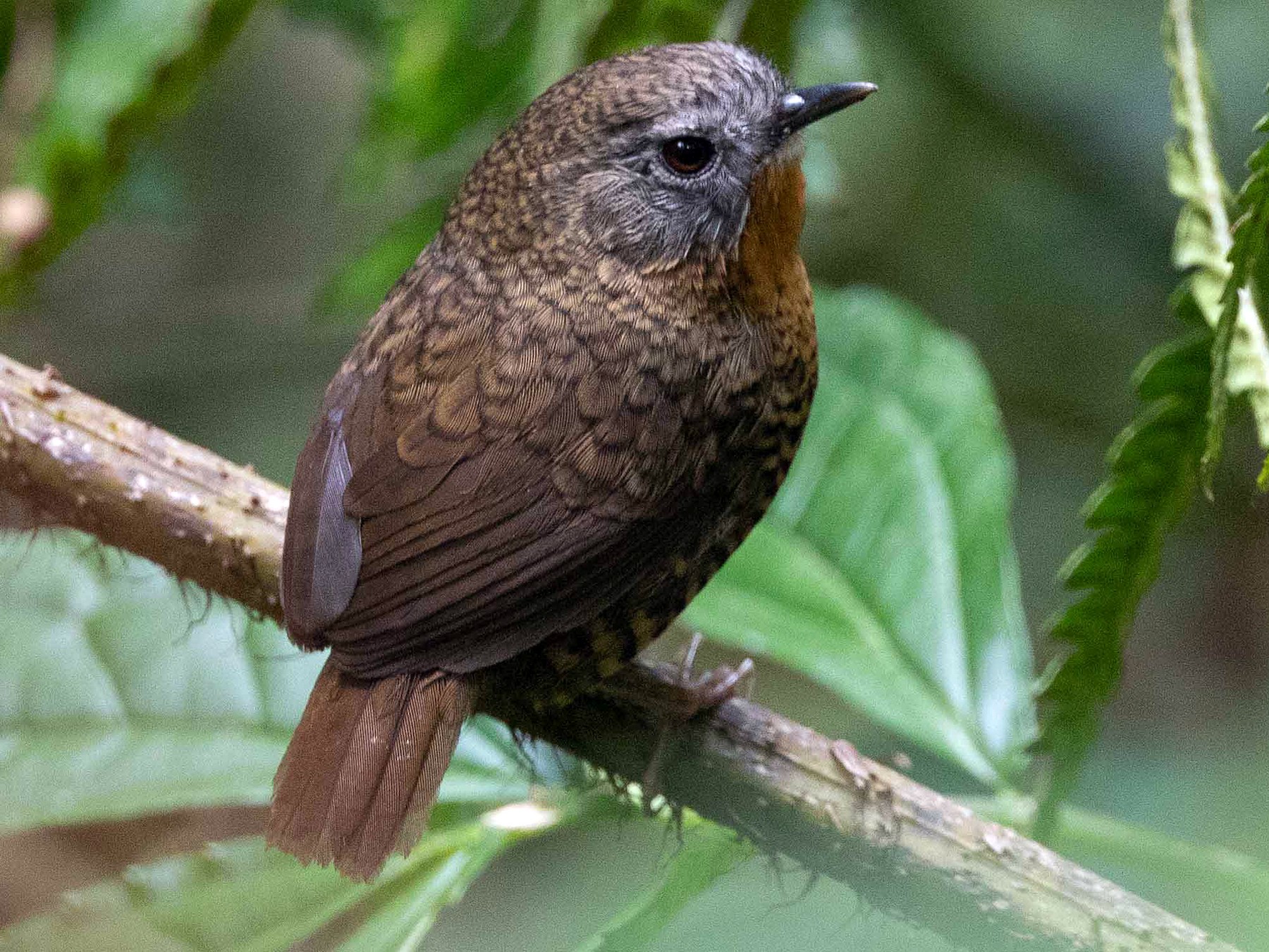 Rufous-throated Wren-Babbler - eBird