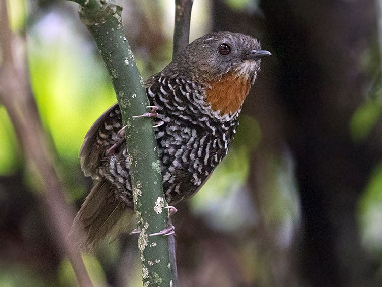 Mishmi Wren-Babbler (Rusty-throated Wren-Babbler) - eBird