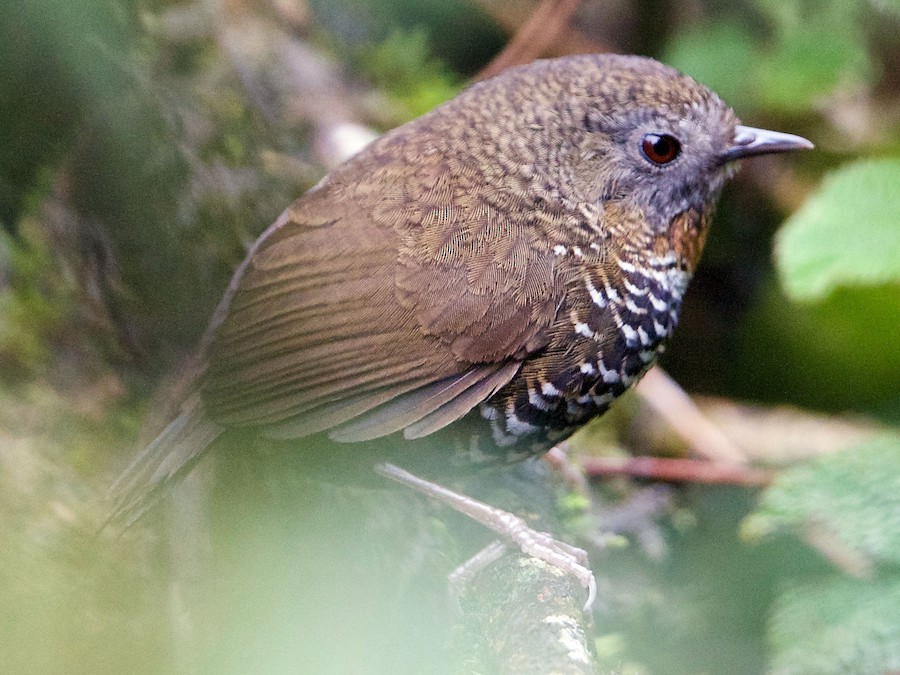 Mishmi Wren-Babbler (Rusty-throated Wren-Babbler) - eBird