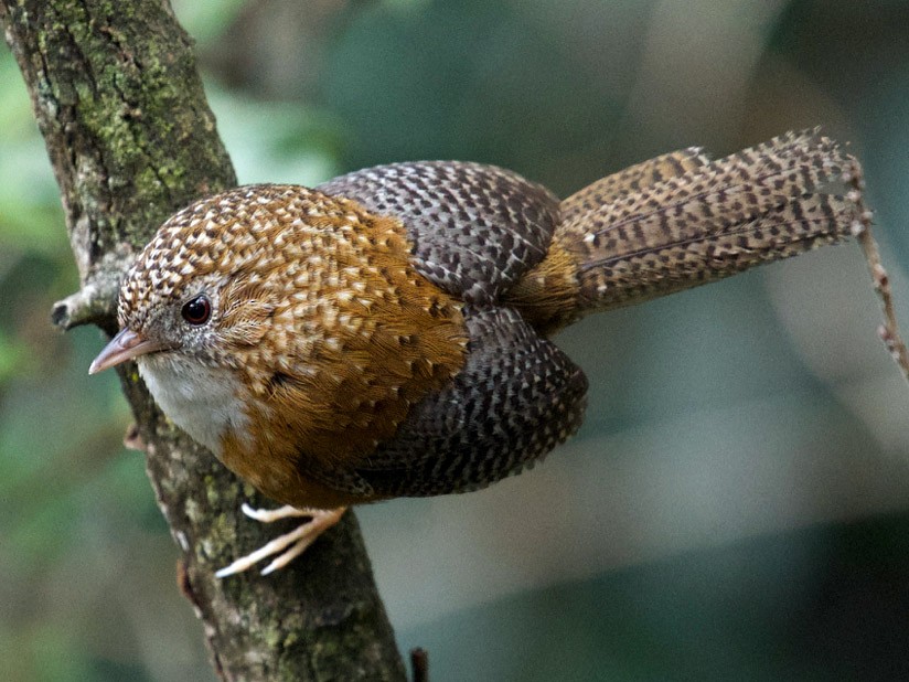 Bar-winged Wren-Babbler - eBird