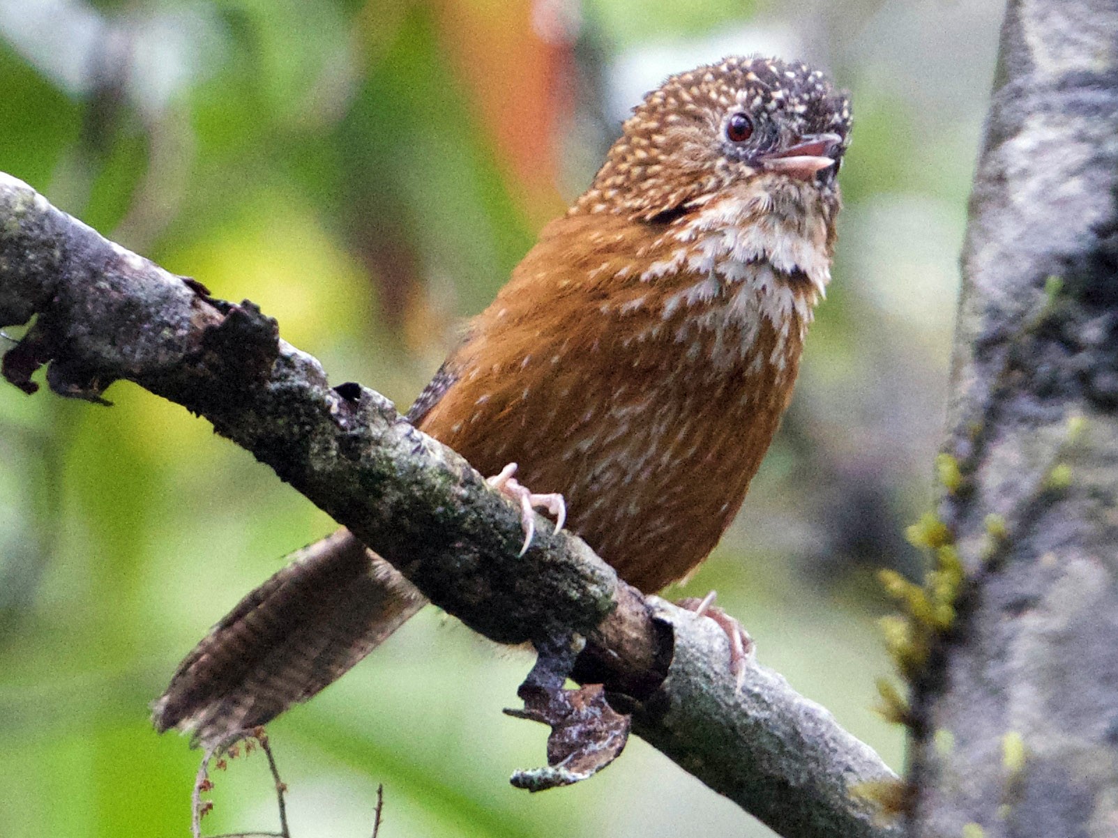 Bar-winged Wren-Babbler - eBird
