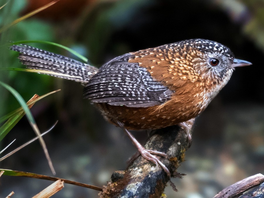 Bar-winged Wren-Babbler - eBird