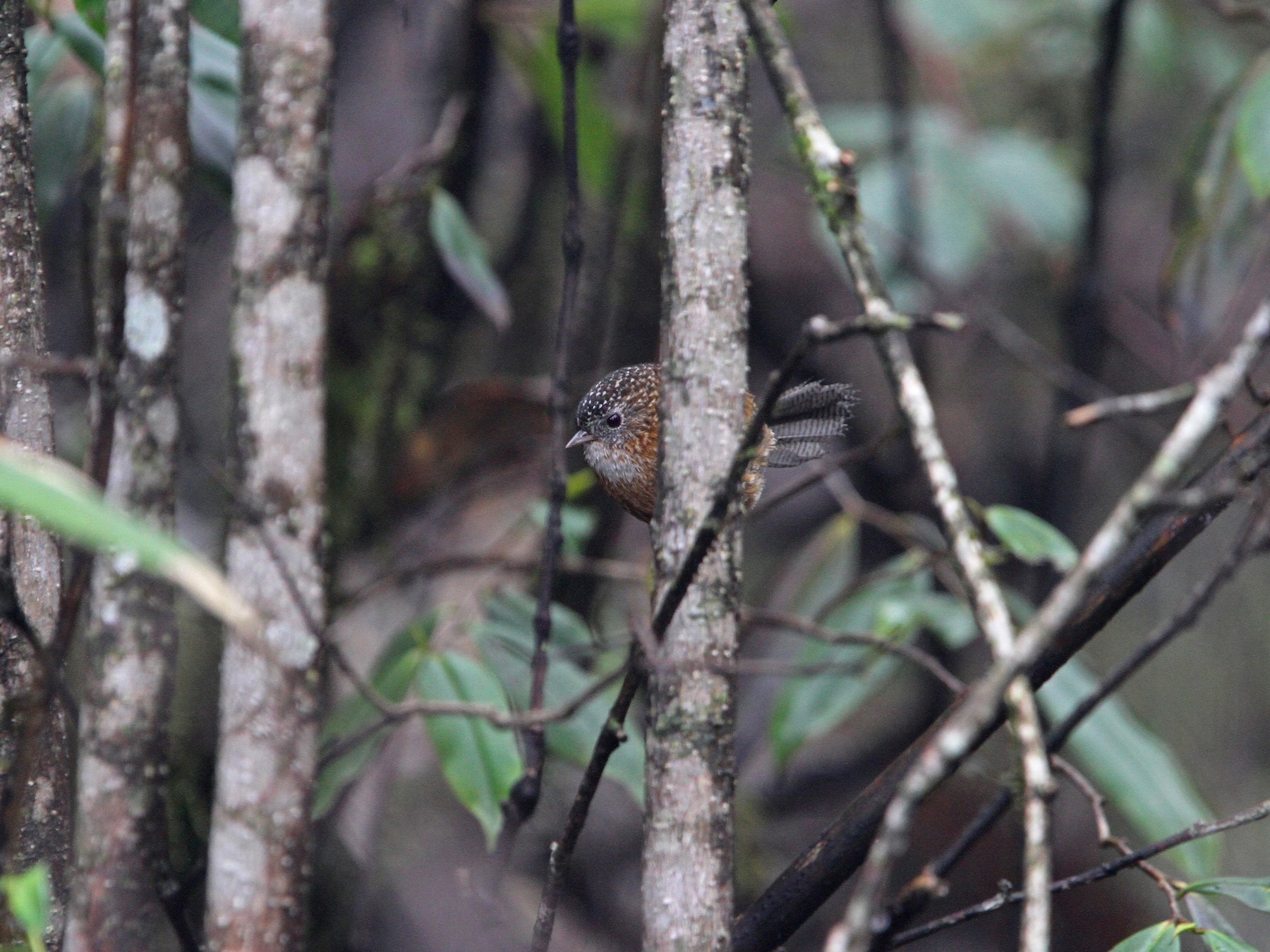 Bar-winged Wren-Babbler - eBird