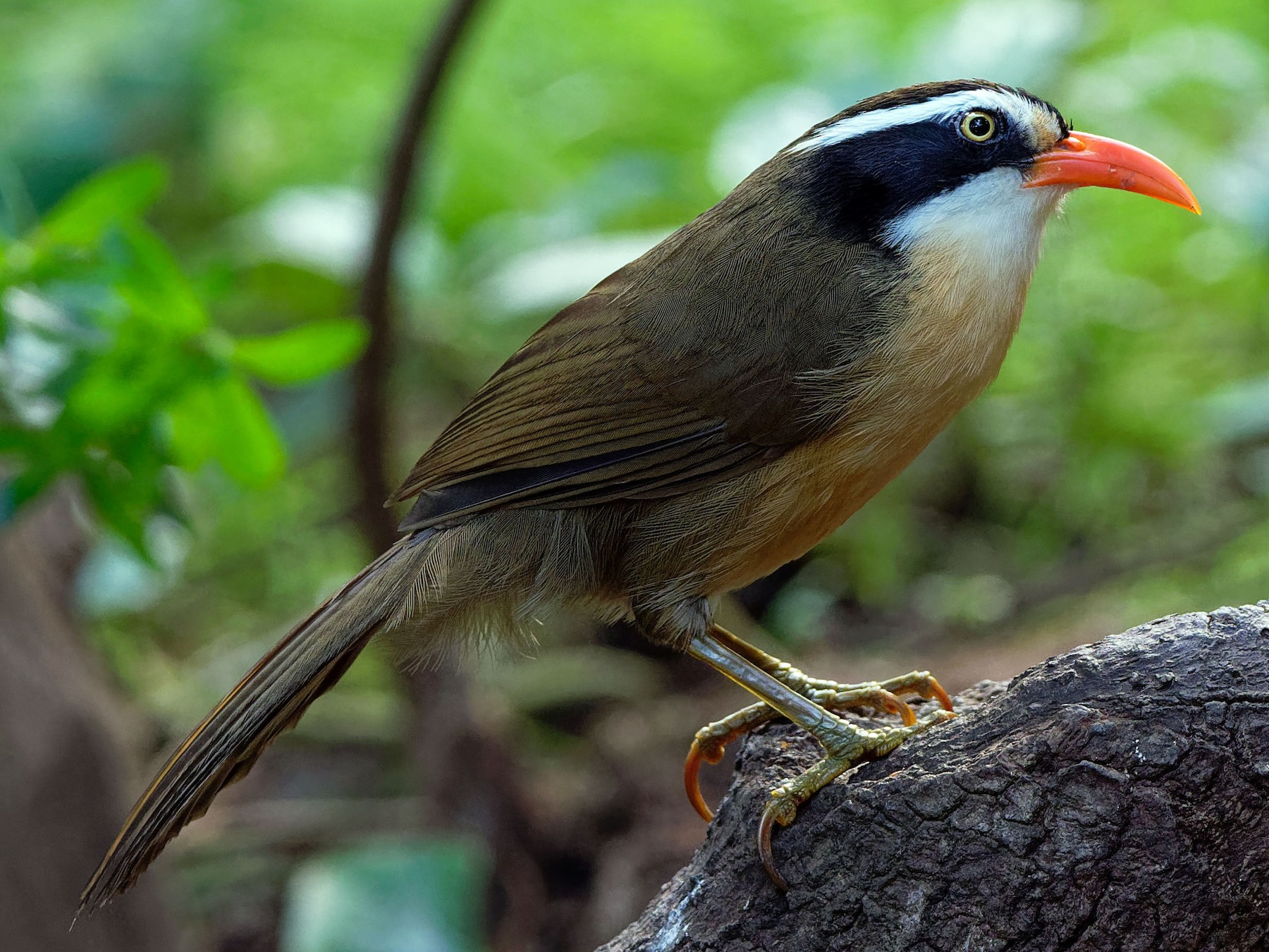 Black-crowned/Brown-crowned Scimitar-Babbler - eBird