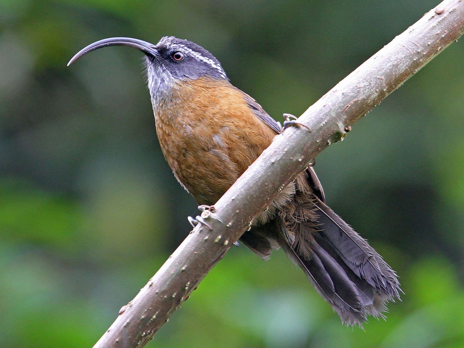 Slender-billed Scimitar-Babbler - eBird