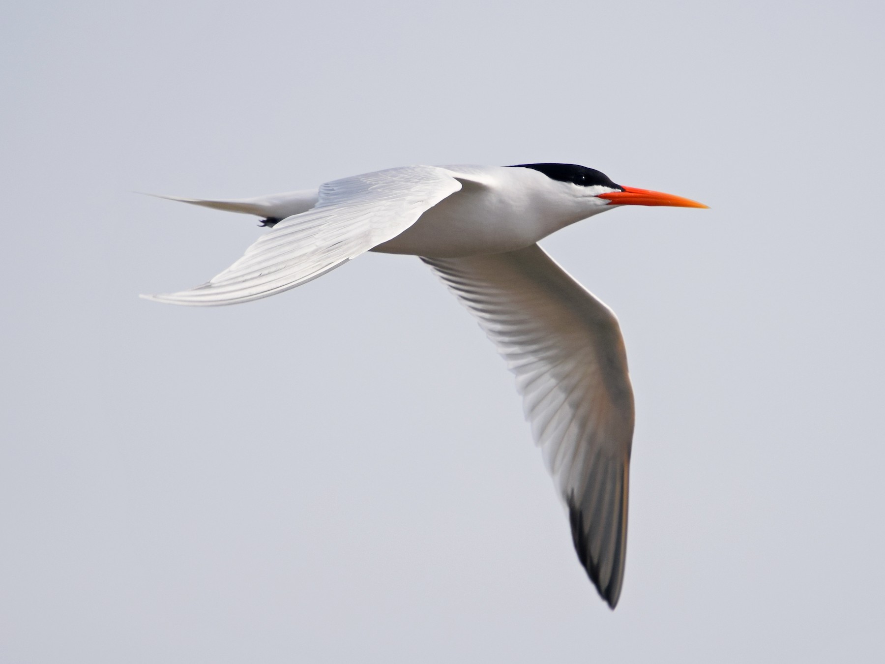 Elegant Tern - eBird